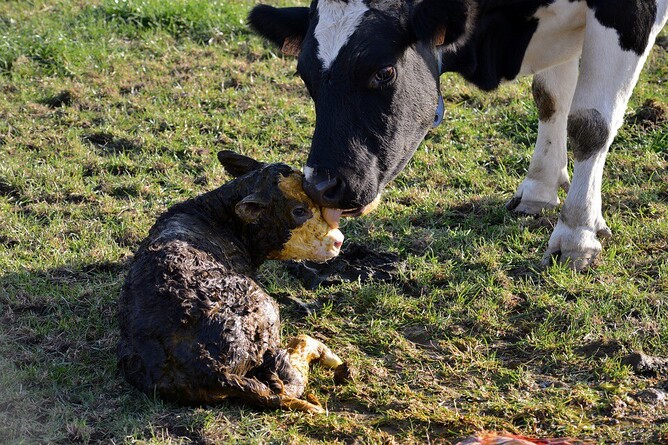 Transition Cow Management | The Cow Vets (2000) Ltd Transition Cow Management | The Cow Vets (2000) Ltd