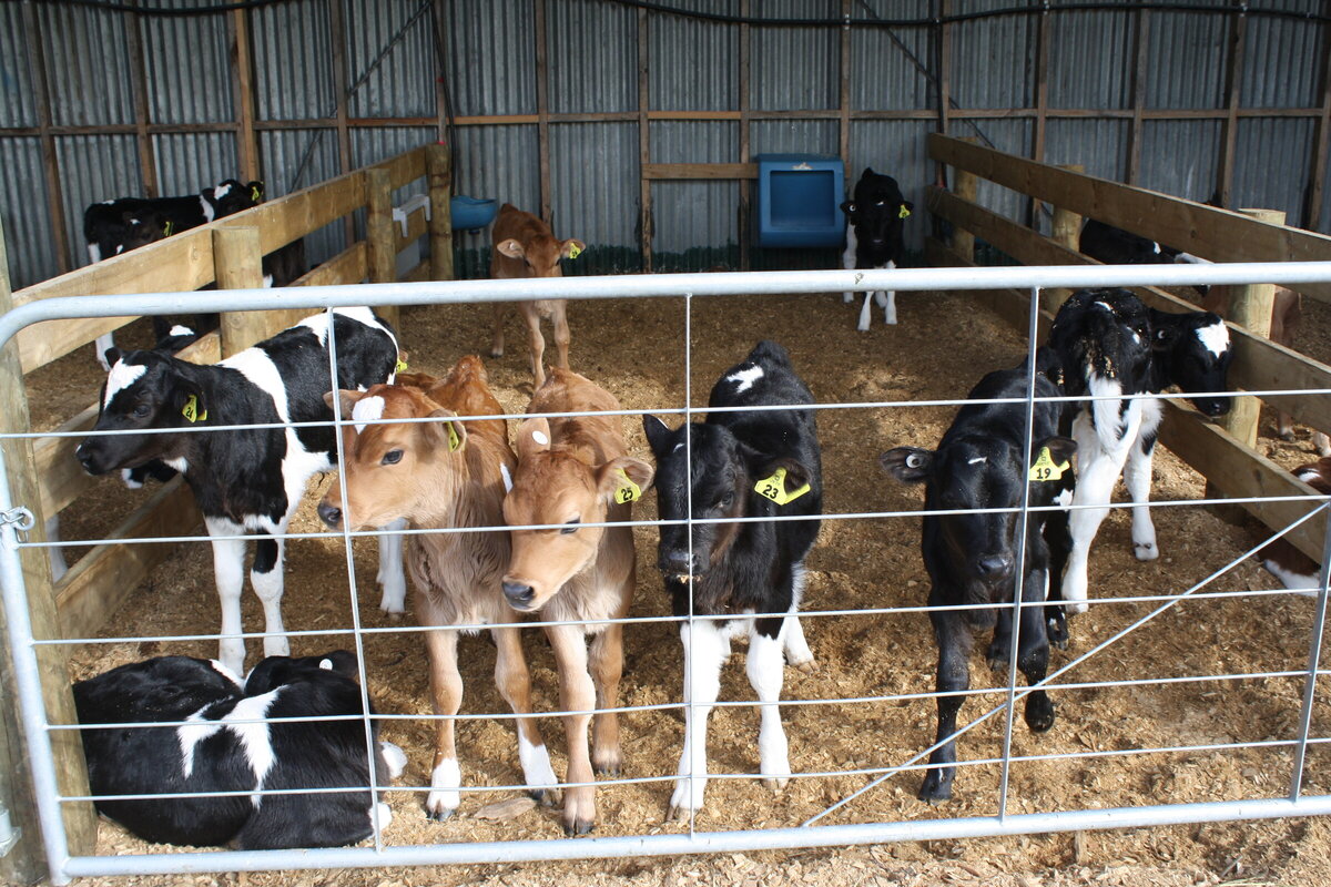 Managing Stress during Calving | The Cow Vets (2000) Ltd