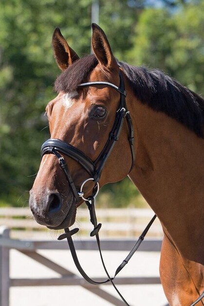 Horse Gear NZ | Highfields Equestrian | #1 Tack Shop Online