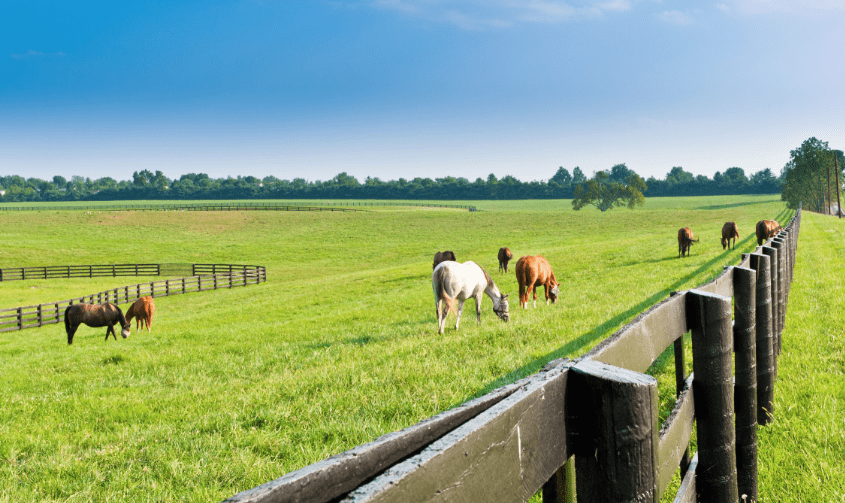 Best Horse Supplements NZ | Highfields Equestrian