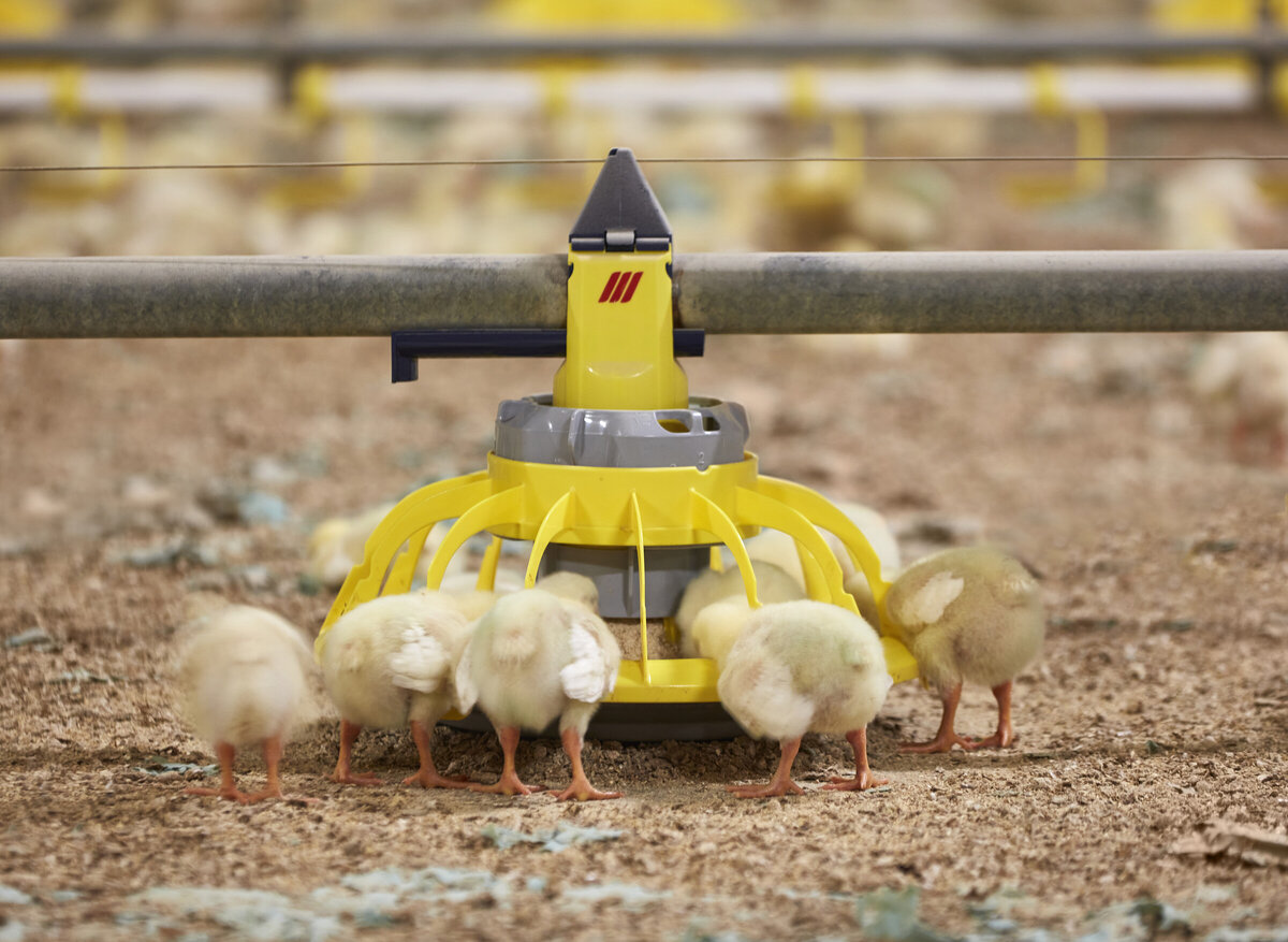 Poultry | Sonoma Enterprises