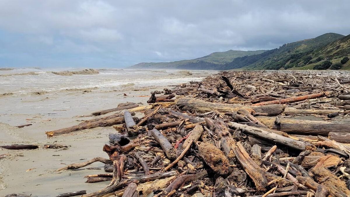 PRESS RELEASE - Forestry contractors want to be included in slash ...