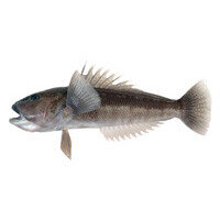 Records | Mt Maunganui Sports Fishing Club