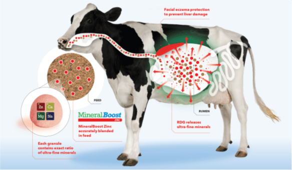 Understanding and Beating Facial Eczema | MineralBoost