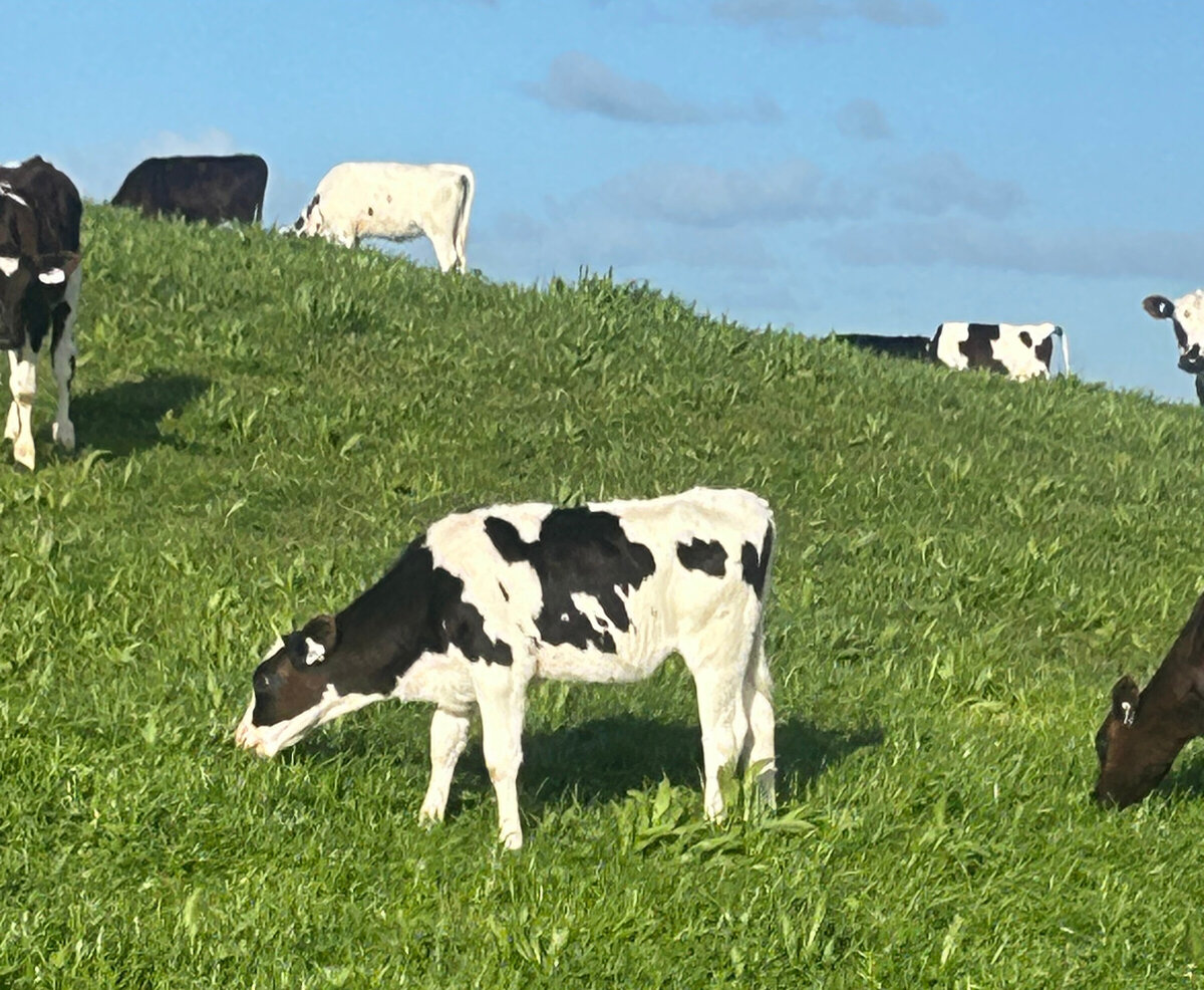 Weaning Calves | Homeopathic Farm Services