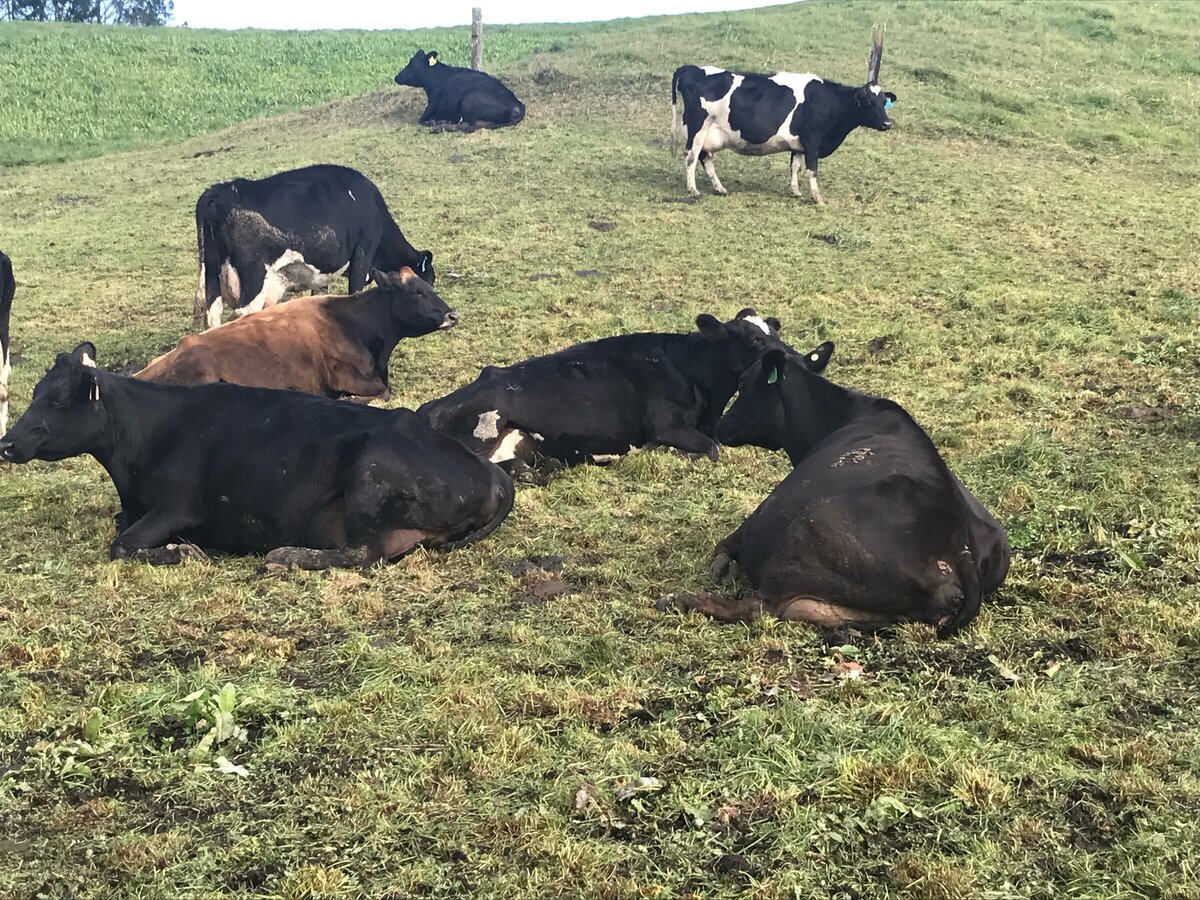 Drying Off Your Cows the Natural Way | Homeopathic Farm Services
