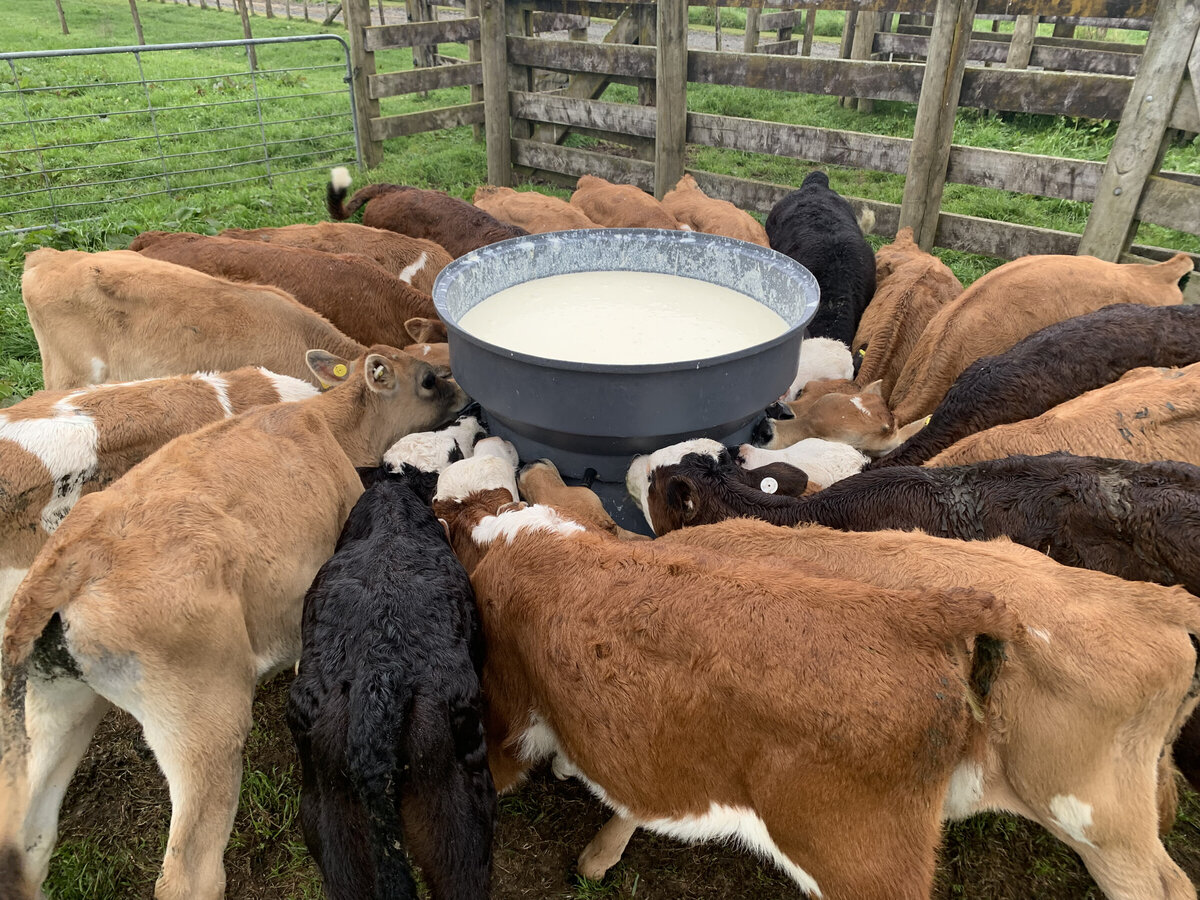 Calf Rearing | Homeopathic Farm Services