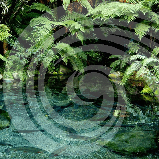 RESOURCES & LINKS | Tapuika Iwi Authority