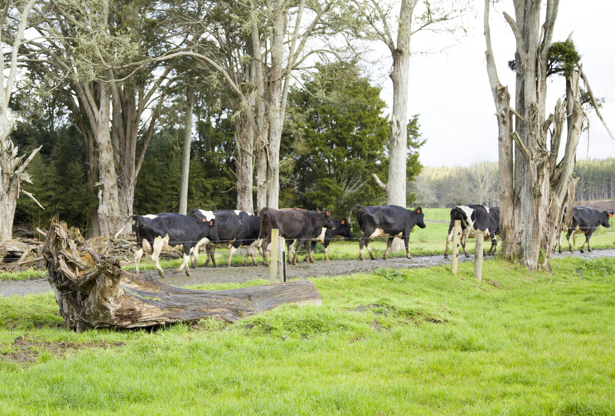 Farm Gallery | Mid North Farms