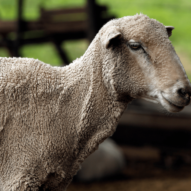 School Camps & Groups | Event Venue | Adventure Activities | Ranui Farm ...