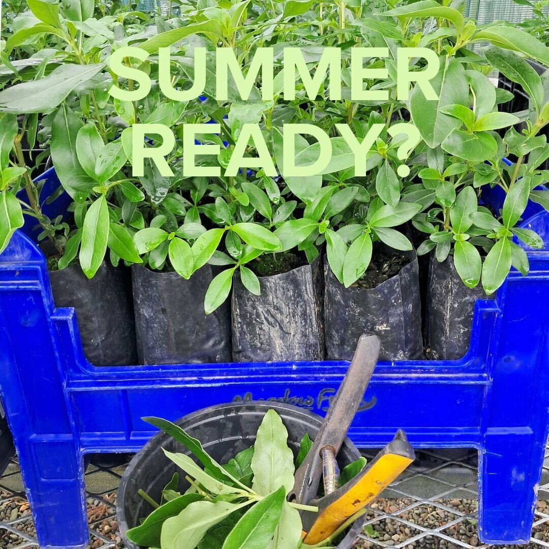 Summer Ready | Trees for Survival