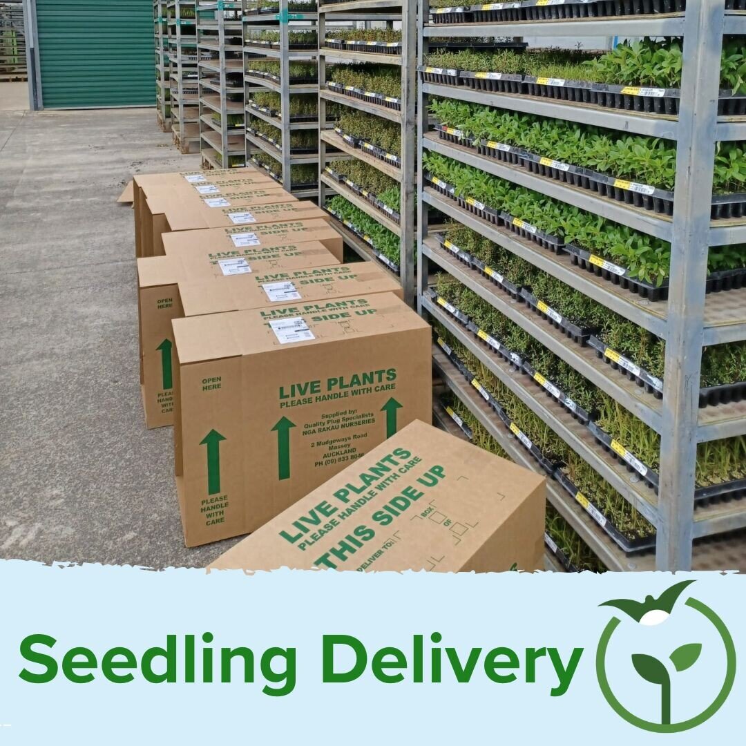 Seedling Delivery | Trees for Survival