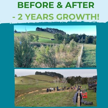 Blog | Trees for Survival