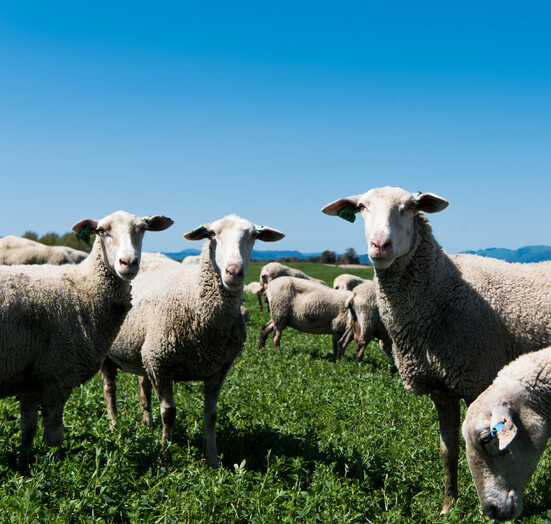 Maui Milk NZ Genetics Programme | Southern Cross Dairy Sheep