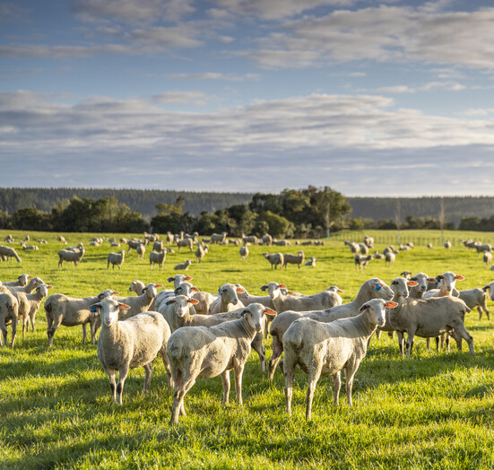 Maui Milk NZ Genetics Programme | Southern Cross Dairy Sheep