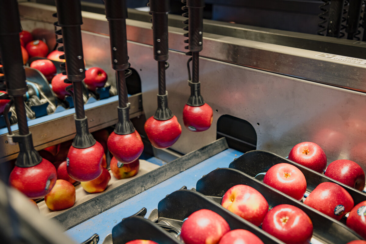 Packhouse Technology Solutions | Hawk Technology