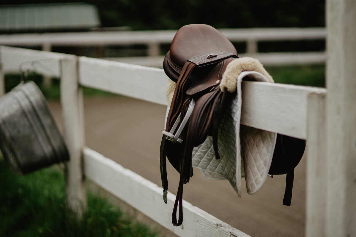 Best Horse Tack NZ | Auckland Saddle Fit