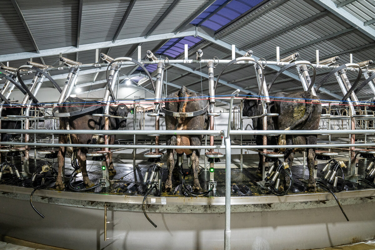 Teat Care NZ | TEATX Teat Spray & Udder Health Solutions | Deosan