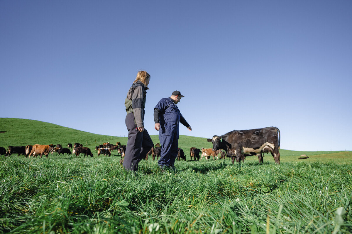 Bloat Control NZ | Dairy Cow Bloat Preventative & Treatment | Deosan