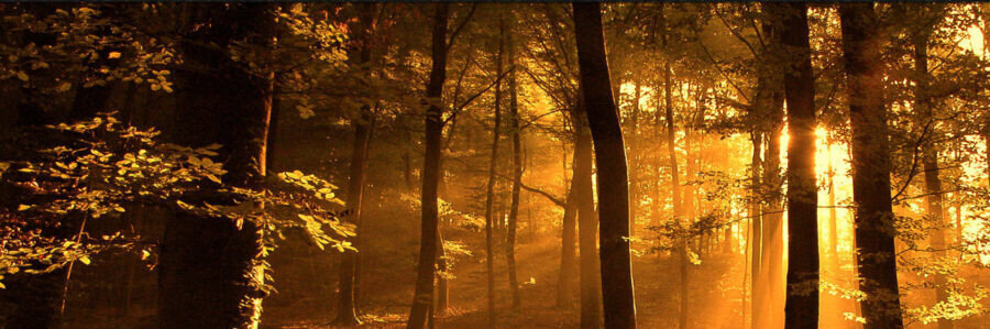 The IT Forest | Lamont International Limited
