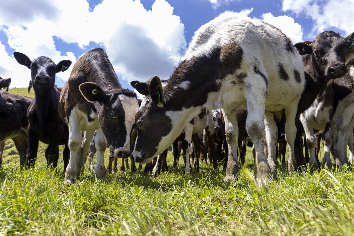 Home [www.trinitylands.co.nz]