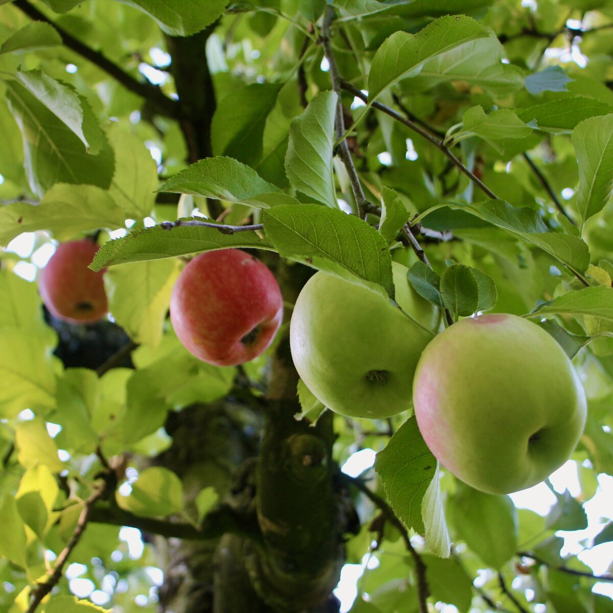 Where our apples go | Newstead Orchard