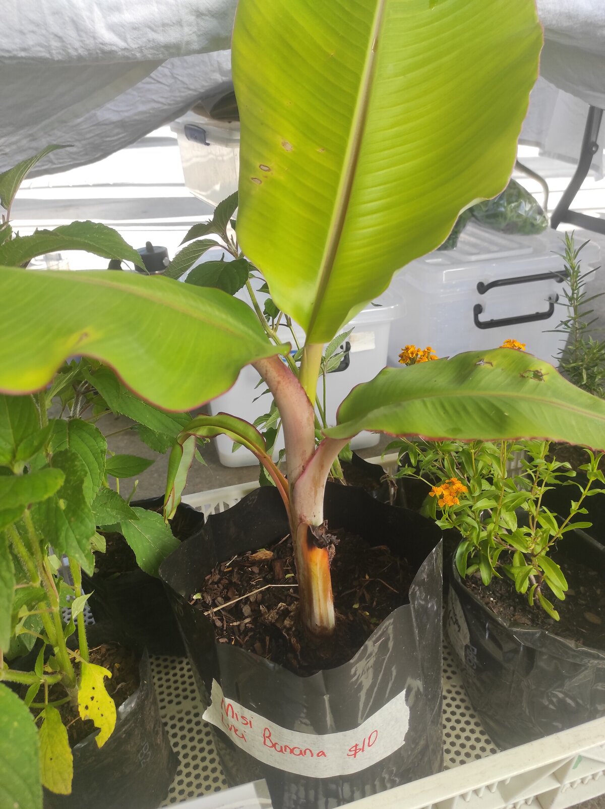 Clarty Produce | Taranaki Farmers' Market