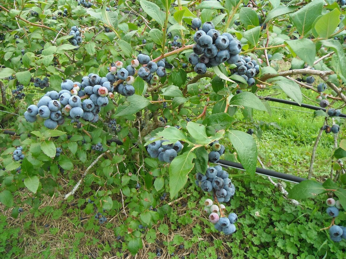 The Blue Berry Patch | Taranaki Farmers' Market