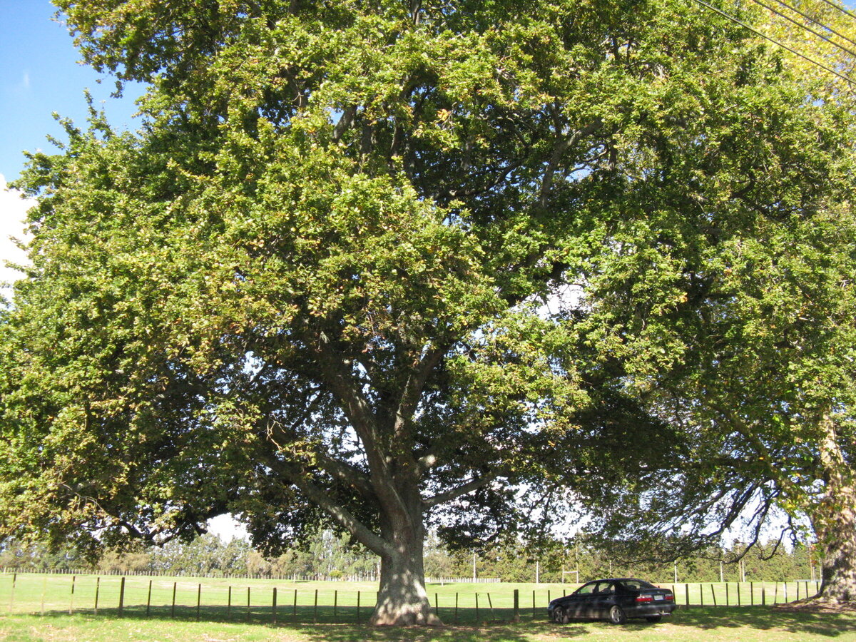 Cambridge Tree Trust | Silver maple