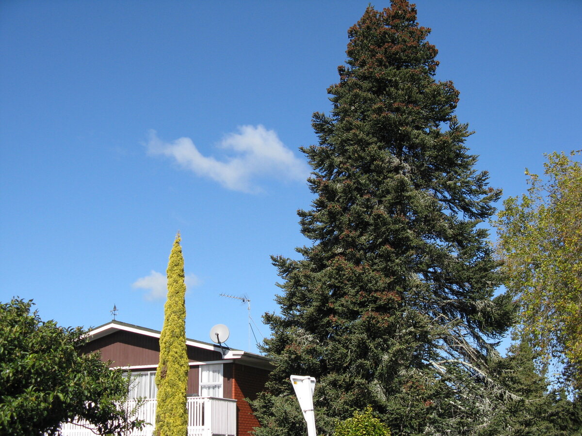 Cambridge Tree Trust | Route guide to view our notable trees