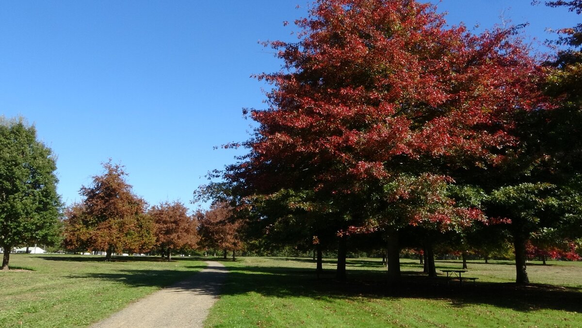Cambridge Tree Trust | Oak Arboretum see more...