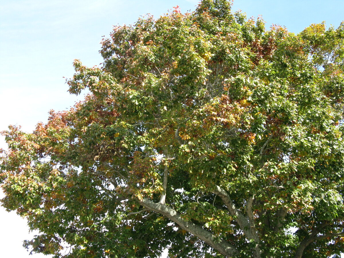 Cambridge Tree Trust | Route guide to view our notable trees