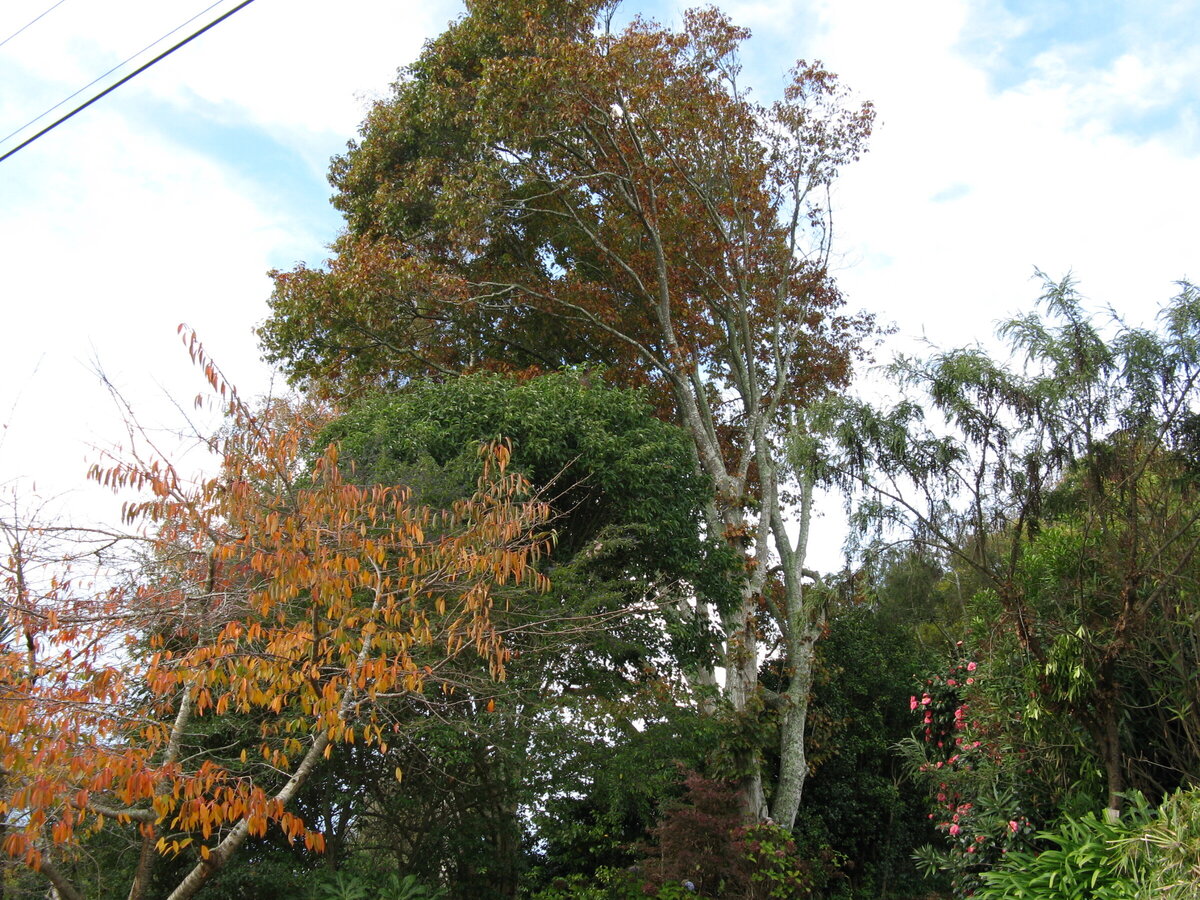 Cambridge Tree Trust | Sweet chestnut