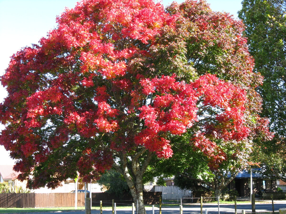 Cambridge Tree Trust | Maple