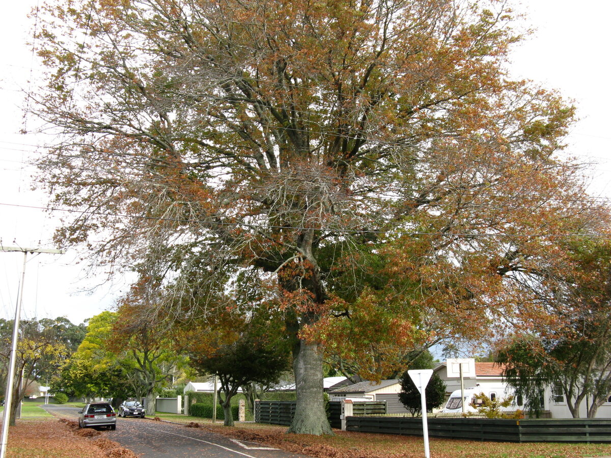 Cambridge Tree Trust | Plane tree