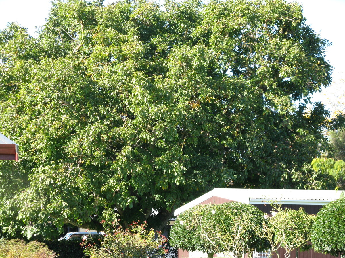 Cambridge Tree Trust | Walnut
