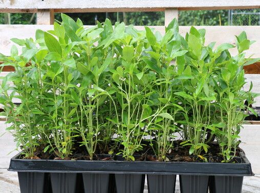 View Native Plants | The Native Dairy Farmer I Waikato