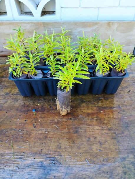 Native Plants | The Native Dairy Farmer I Te Awamutu, Waikato