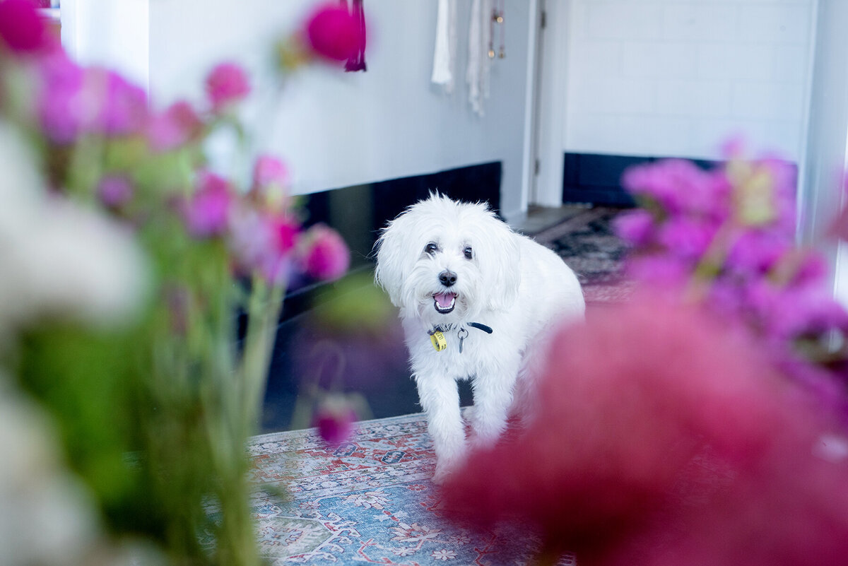 Why Dogs Are Part of the Boho Family