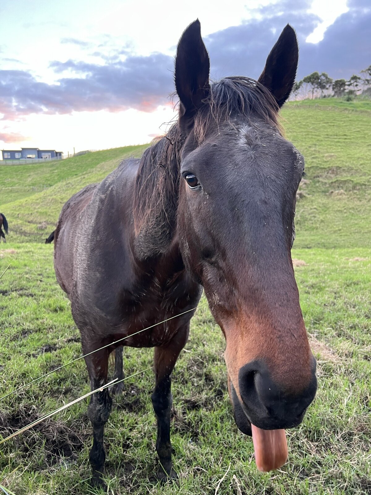 Our Current Residents | Rodney Animal Rescue