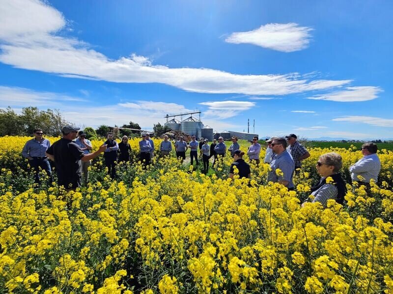 Pure Oil New Zealand: Bringing locally grown oils to the market | Buy ...