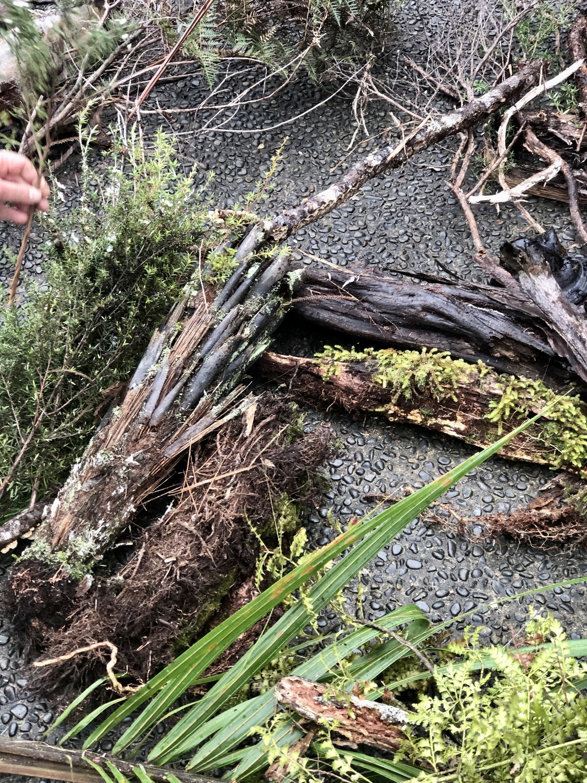 The Bush Boardroom | Into Nature