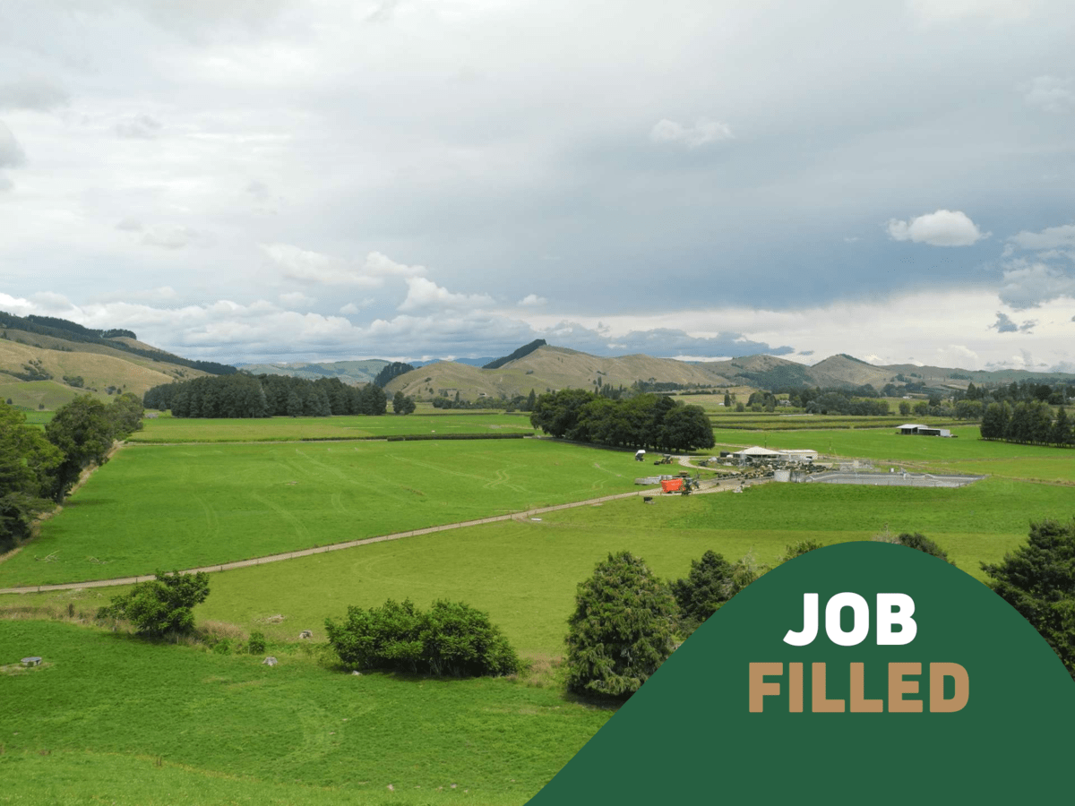50:50 Sharemilker in Korakonui - 600 cows | RECO