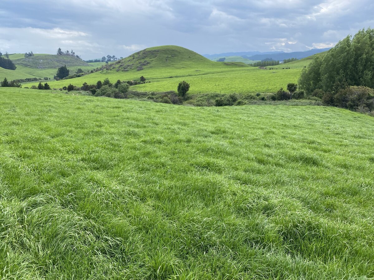 Spring Pasture Management Tips | RECO