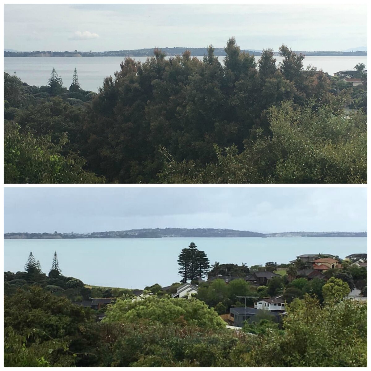 Arborist Shore Tree Services North Shore | Shore Tree Services