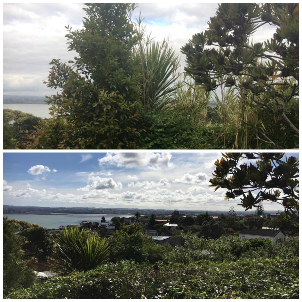 Arborist Shore Tree Services North Shore | Shore Tree Services