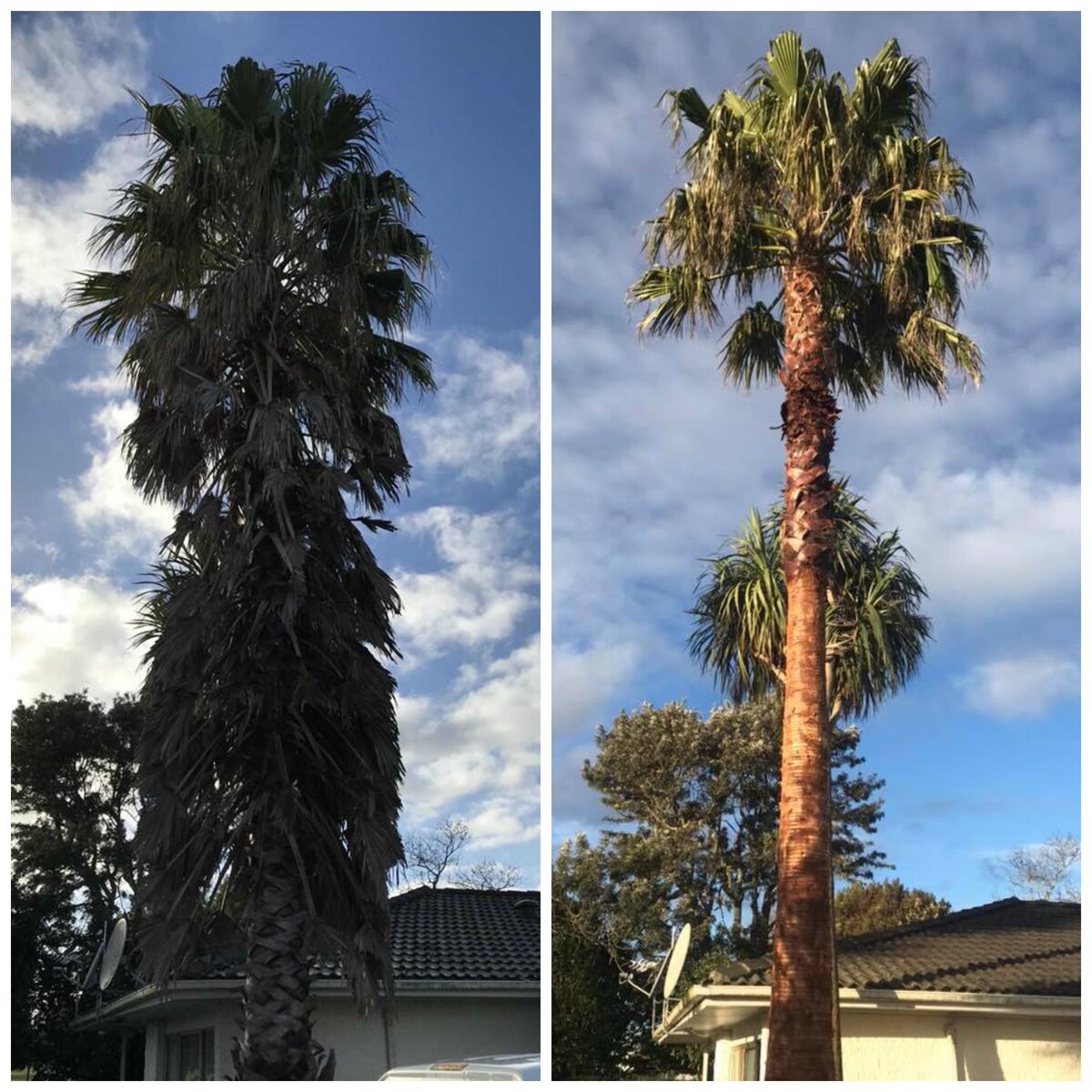 Arborist Shore Tree Services North Shore | Shore Tree Services