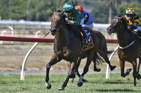 Wexford Stables | Lance O'Sullivan | Andrew Scott