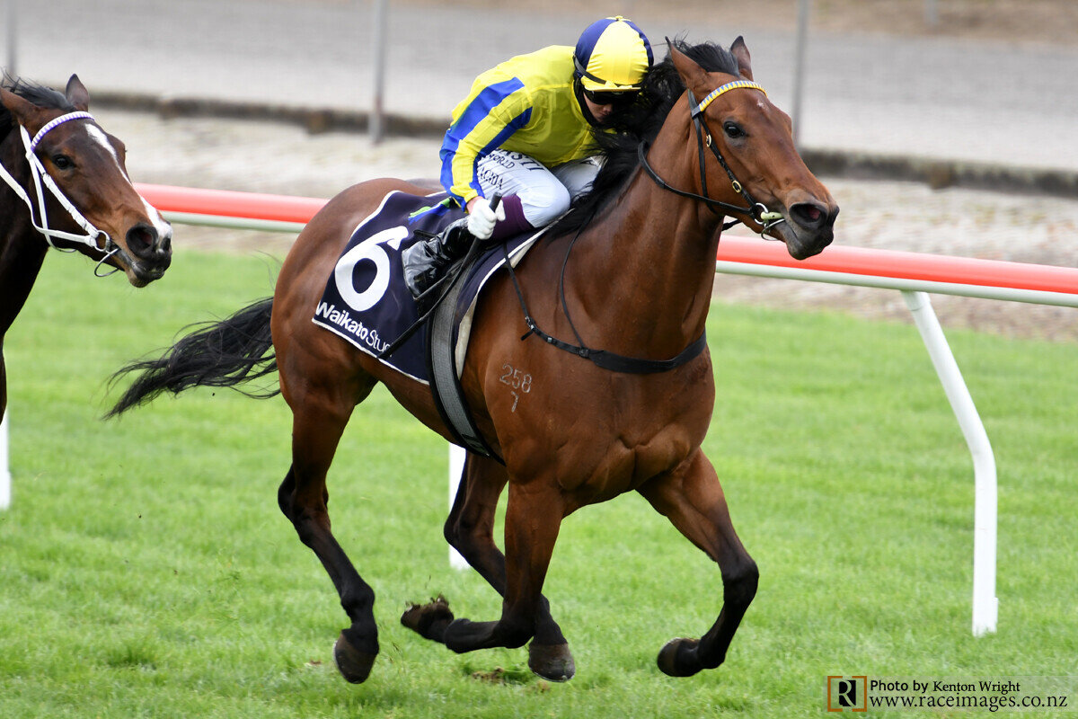 Wexford Stables | Strong Win by El Roca Filly