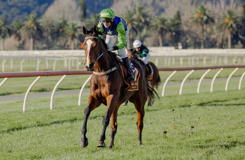 Wexford Stables | Lance O'Sullivan | Andrew Scott